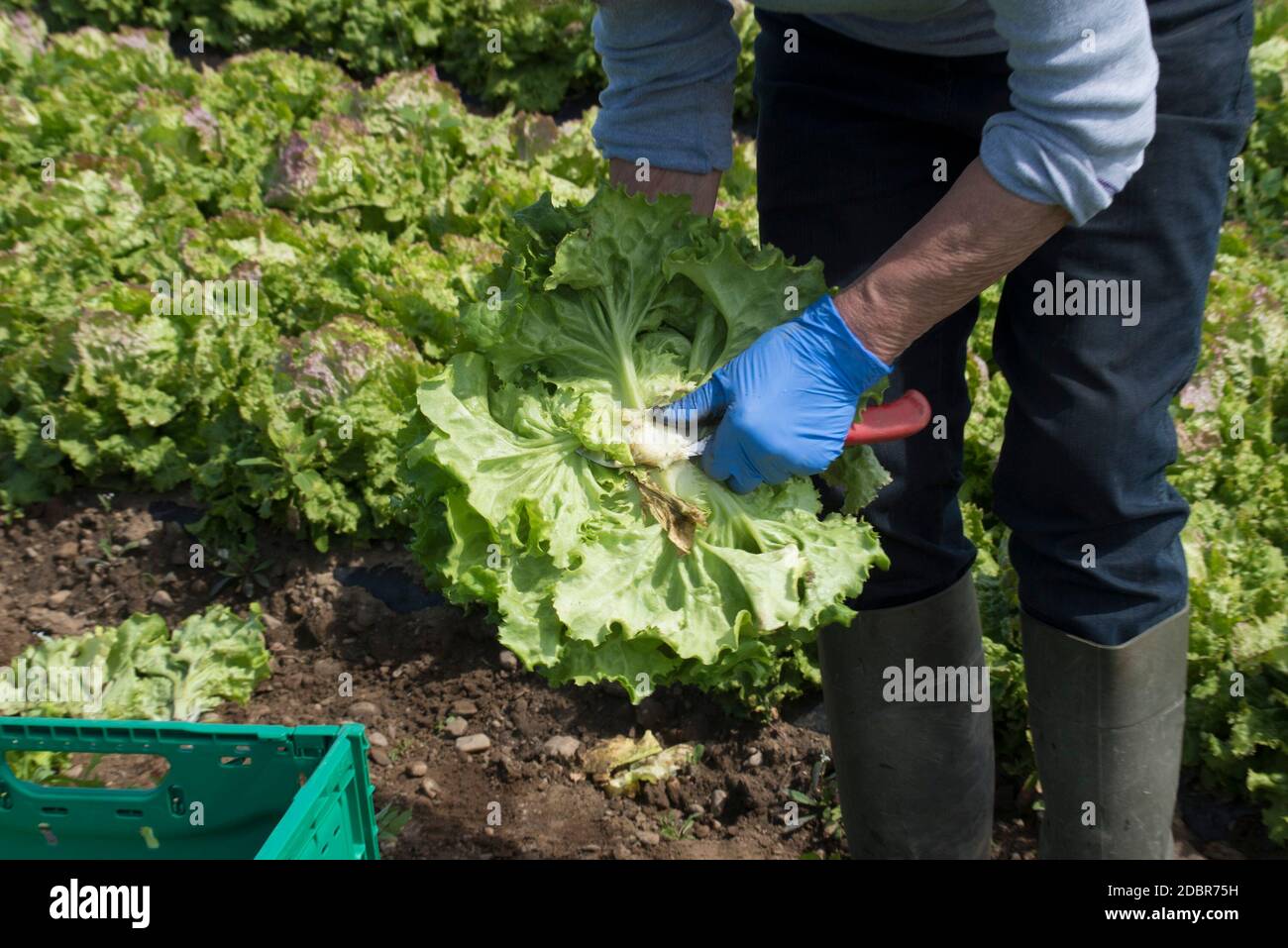 Harvest helper hi-res stock photography and images - Alamy