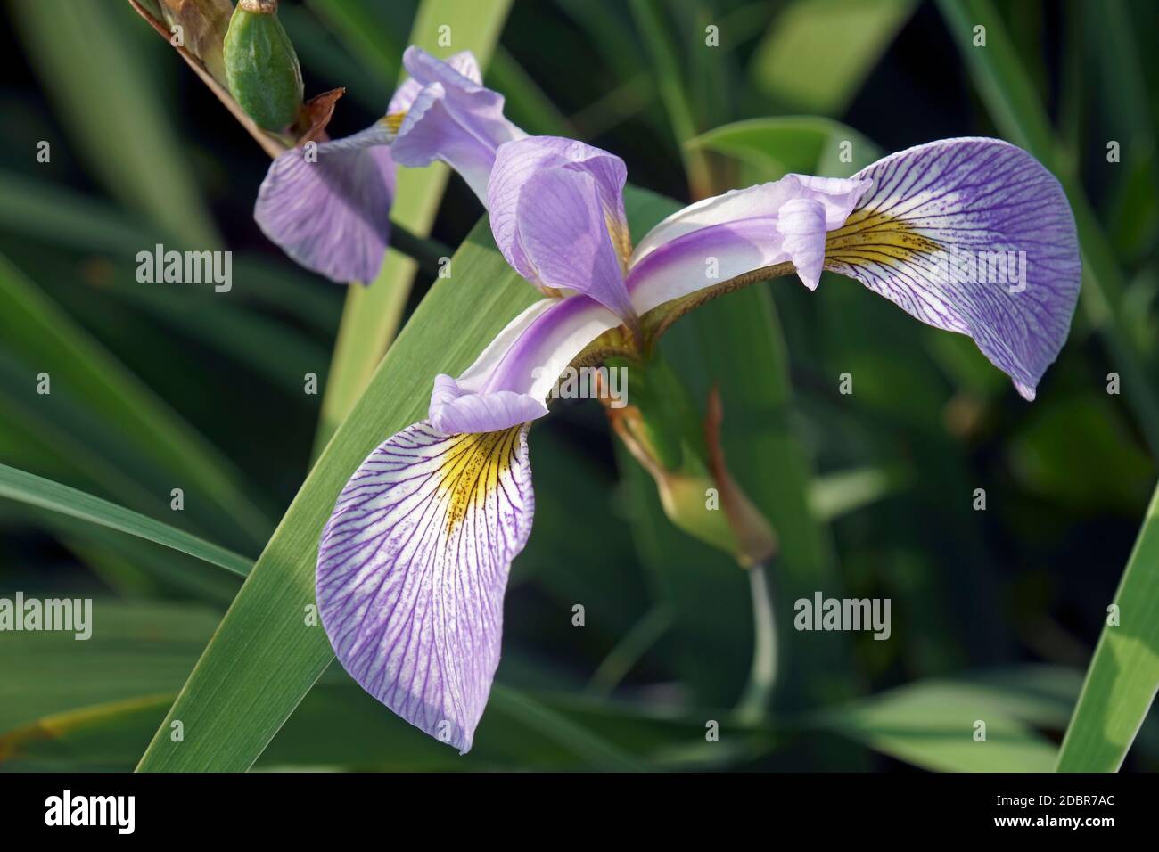 Iris virginica hi-res stock photography and images - Alamy