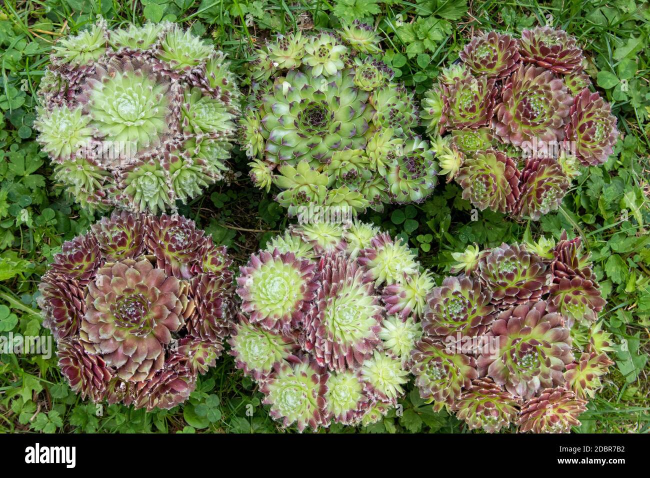 Texture, background, close-up of sempervivum, houseleek, succulent ...