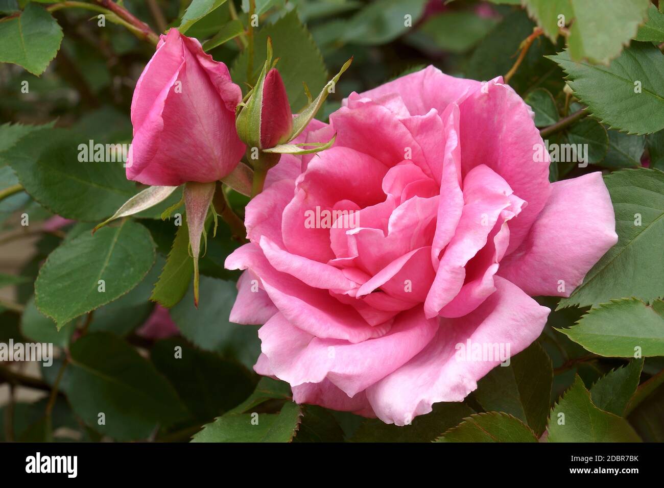 Hybrid rose flower (Rosa Stock Photo - Alamy