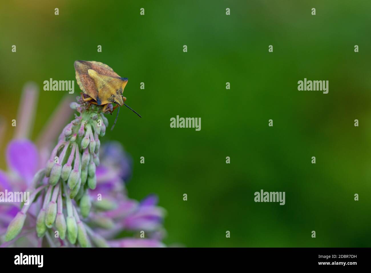 Close-up of brown marmored stink bug (Palomena prasina) sitting on a ...