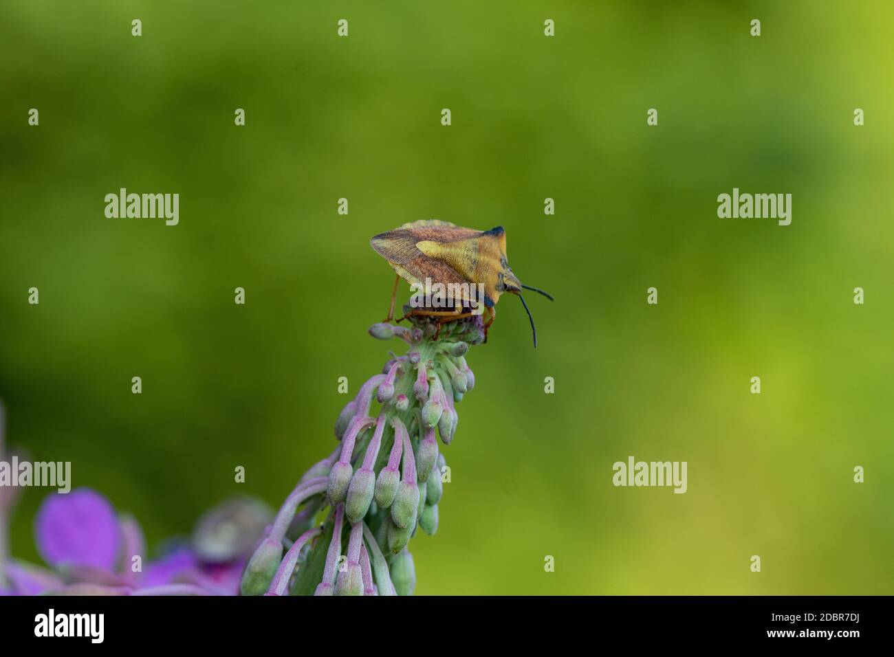 Close-up of brown marmored stink bug (Palomena prasina) sitting on a ...