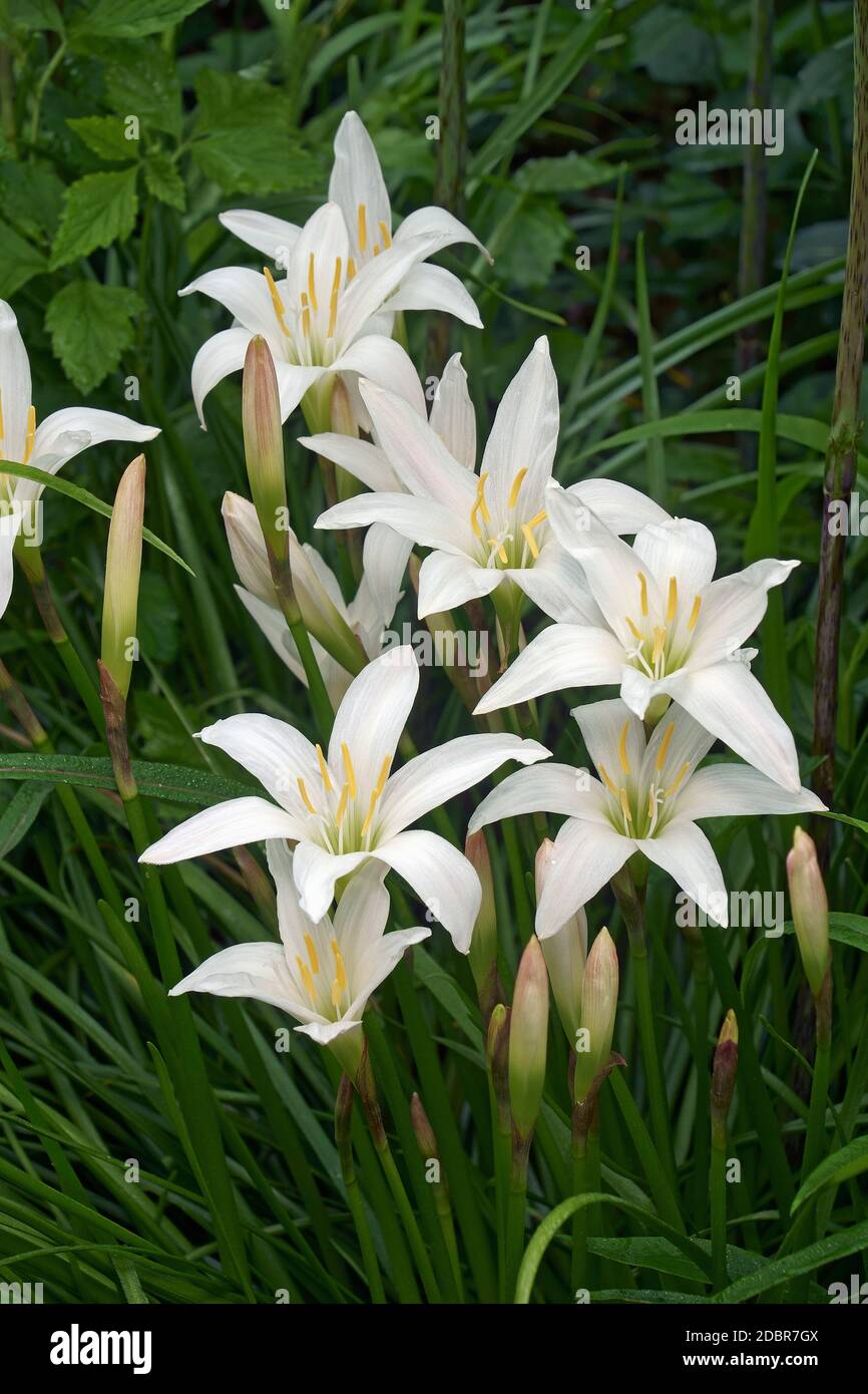 Atamasco Lily (Zephyranthes atamasco Stock Photo - Alamy