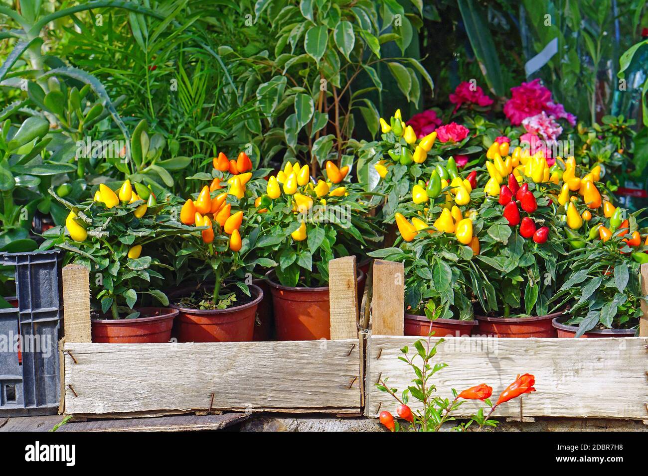 Pots and peppers hi-res stock photography and images - Alamy