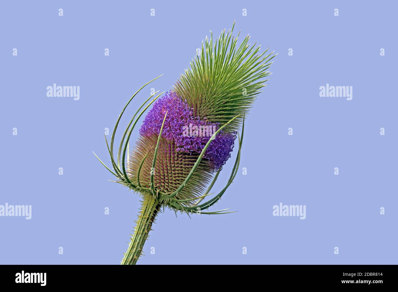 Wild card Dipsacus fullonum Stock Photo - Alamy