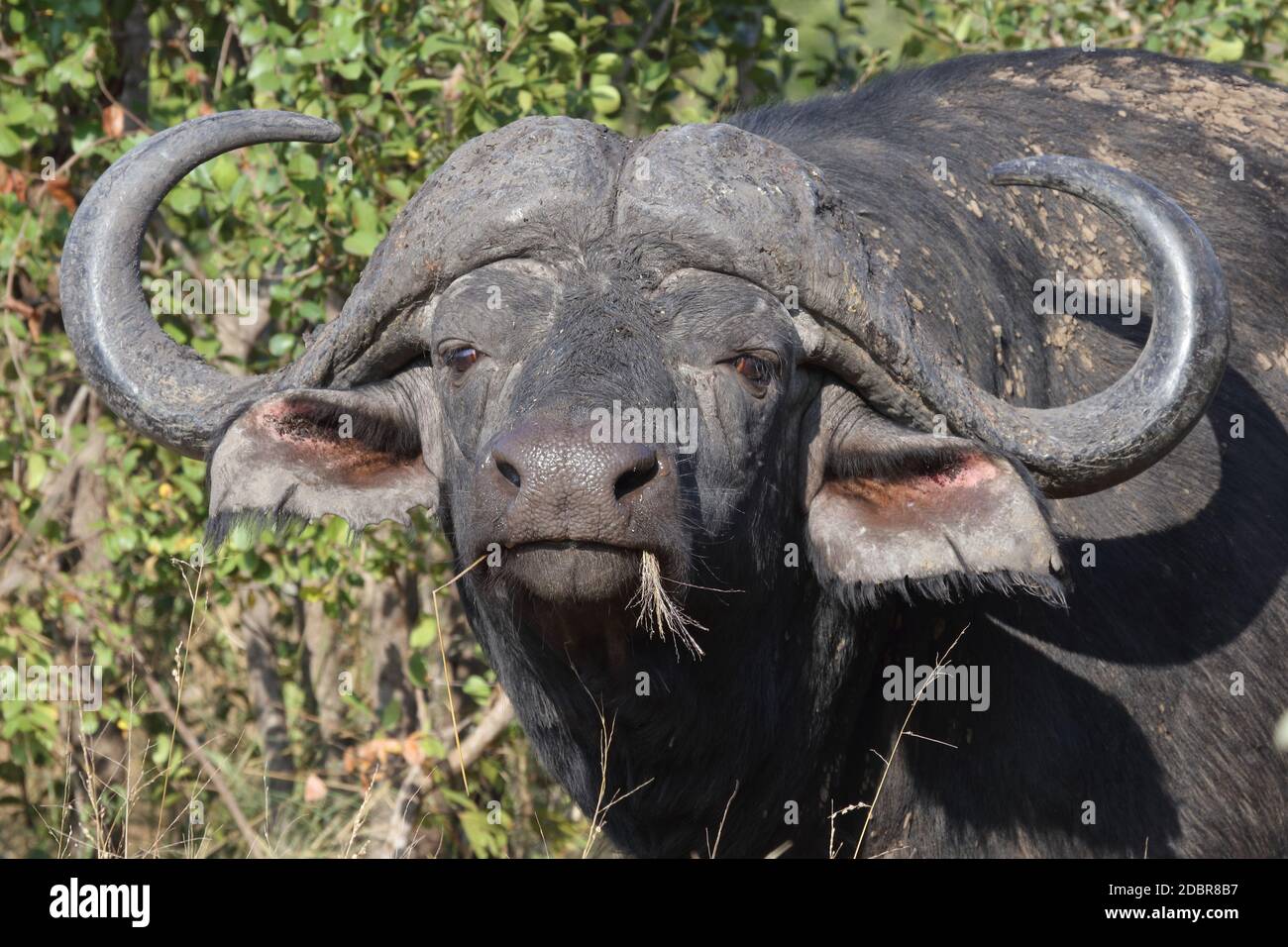 Africa Animals Wildlife Nature Stock Photo - Alamy