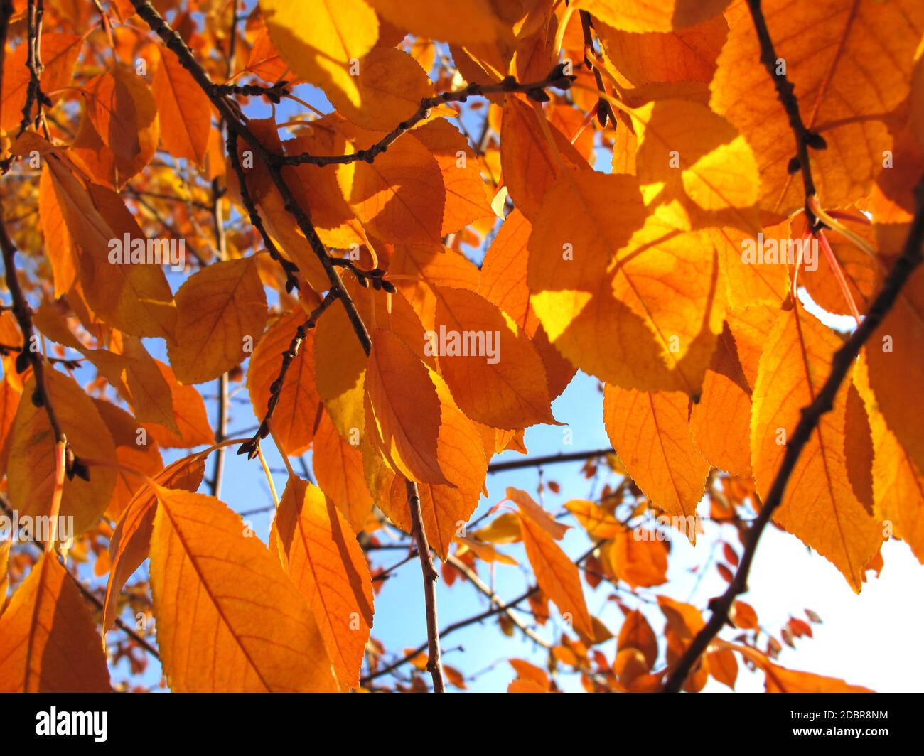 beautiful fall foliage of the tree Stock Photo - Alamy