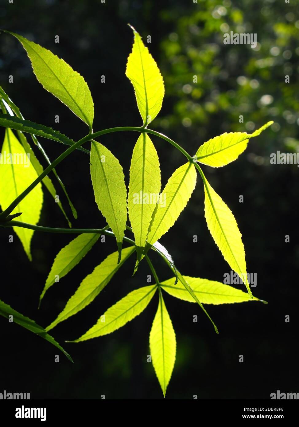 branch of a tree with green spring fresh foliage glowing in sunlight ...