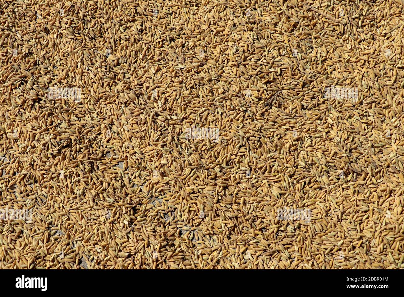 Process paddy into rice hi-res stock photography and images - Alamy