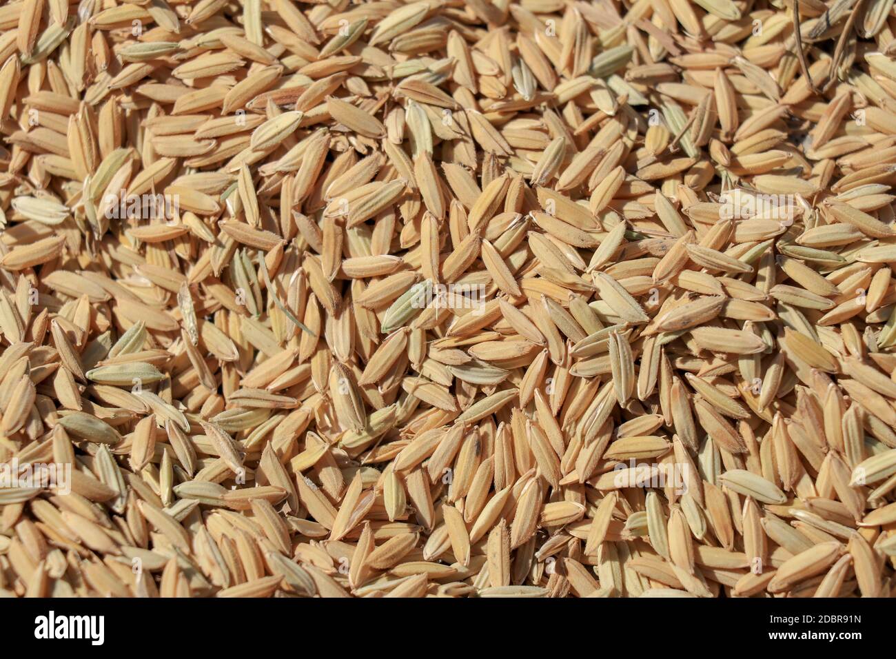 Close up paddy rice, Paddy rice has not shell out. Spread of paddy ...