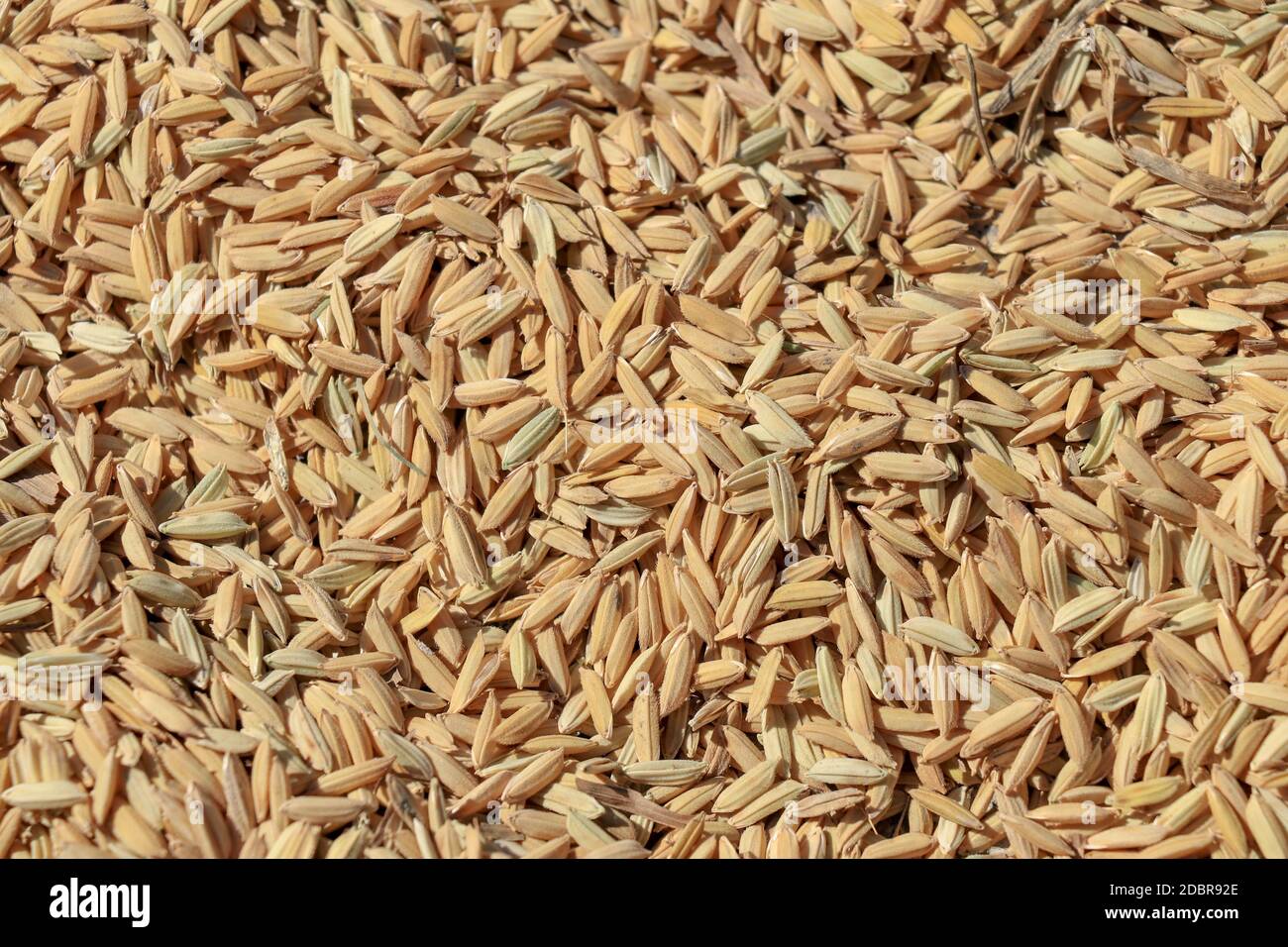 Close up paddy rice, Paddy rice has not shell out. Spread of paddy ...