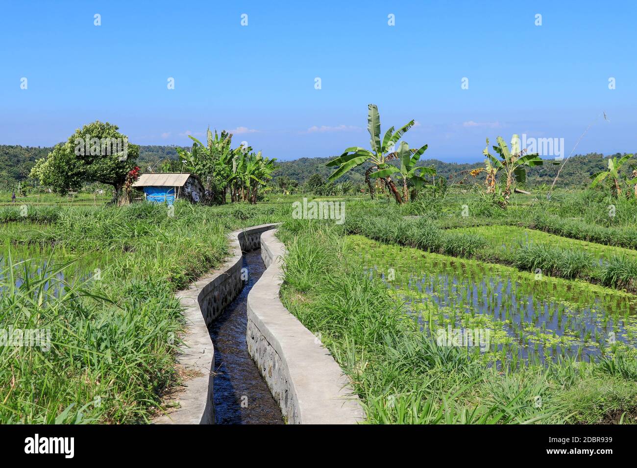 Water canal for paddy rice field irrigation Stock Photo - Alamy