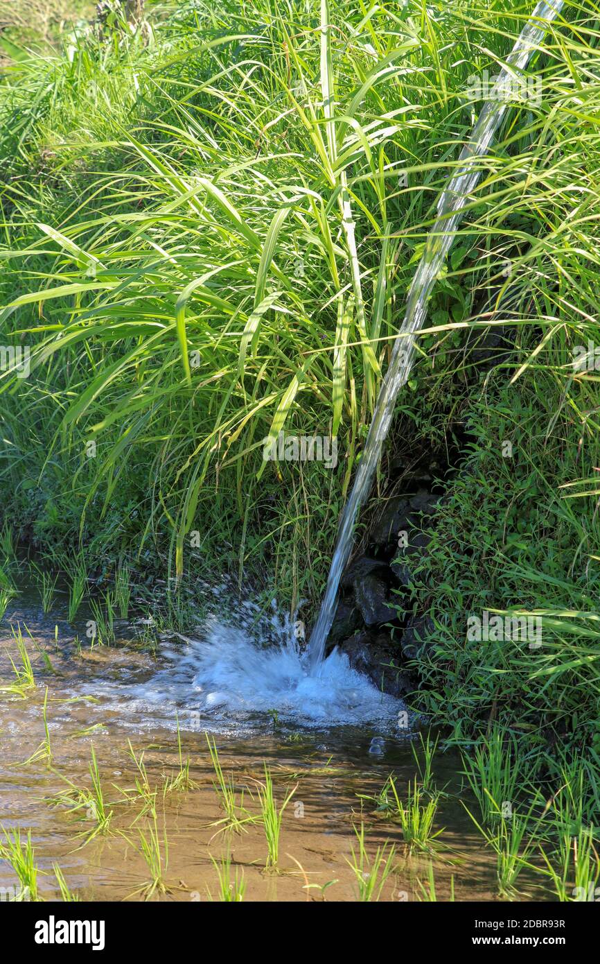 Water flowing from irrigation pipe at an Indian rice paddy agriculture ...