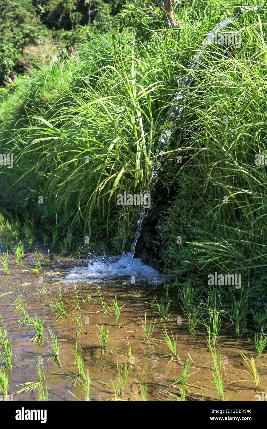 Water flowing from irrigation pipe at an Indian rice paddy agriculture ...