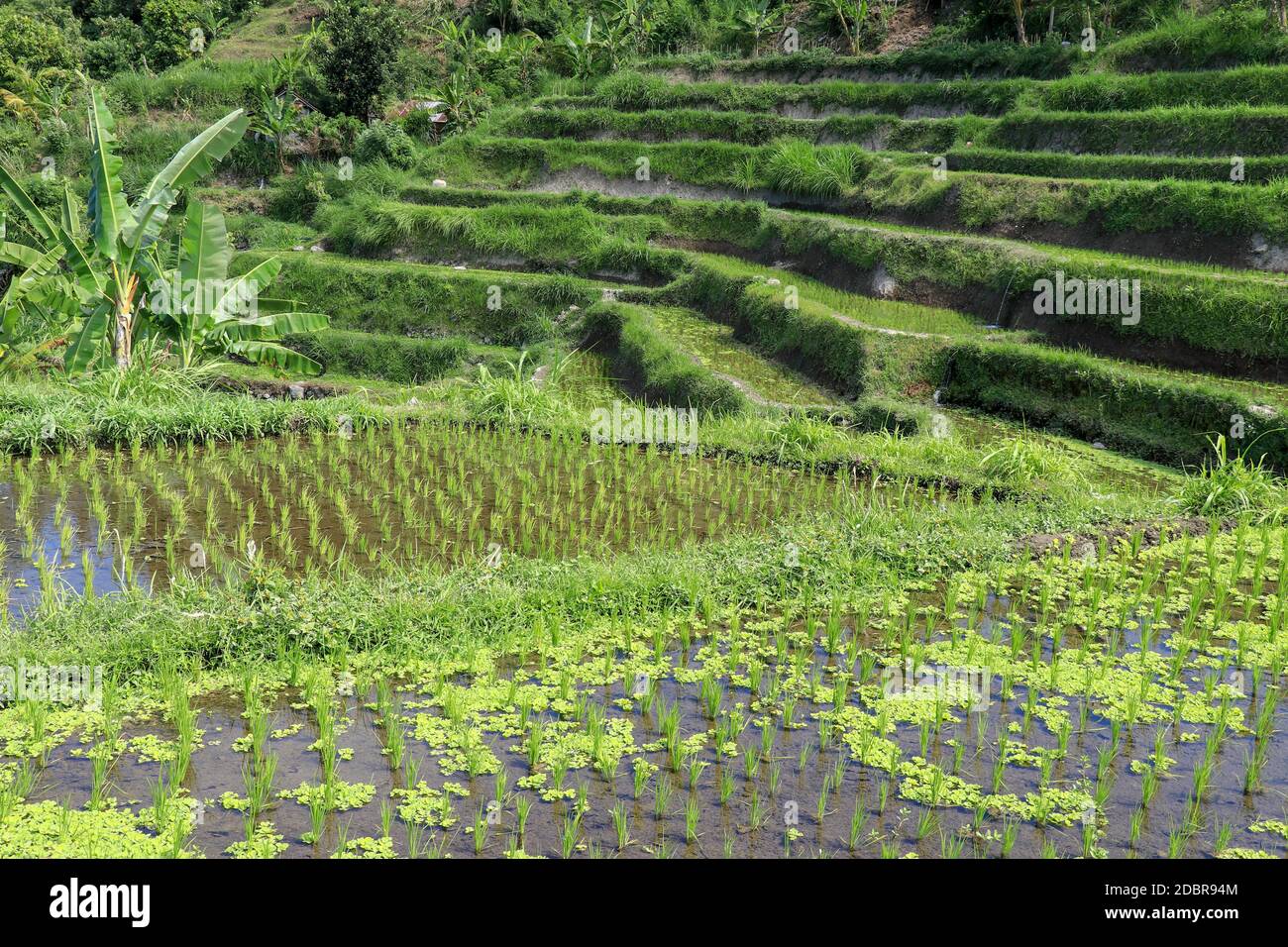 young rice are growing in the paddy field. Rice field Stock Photo - Alamy