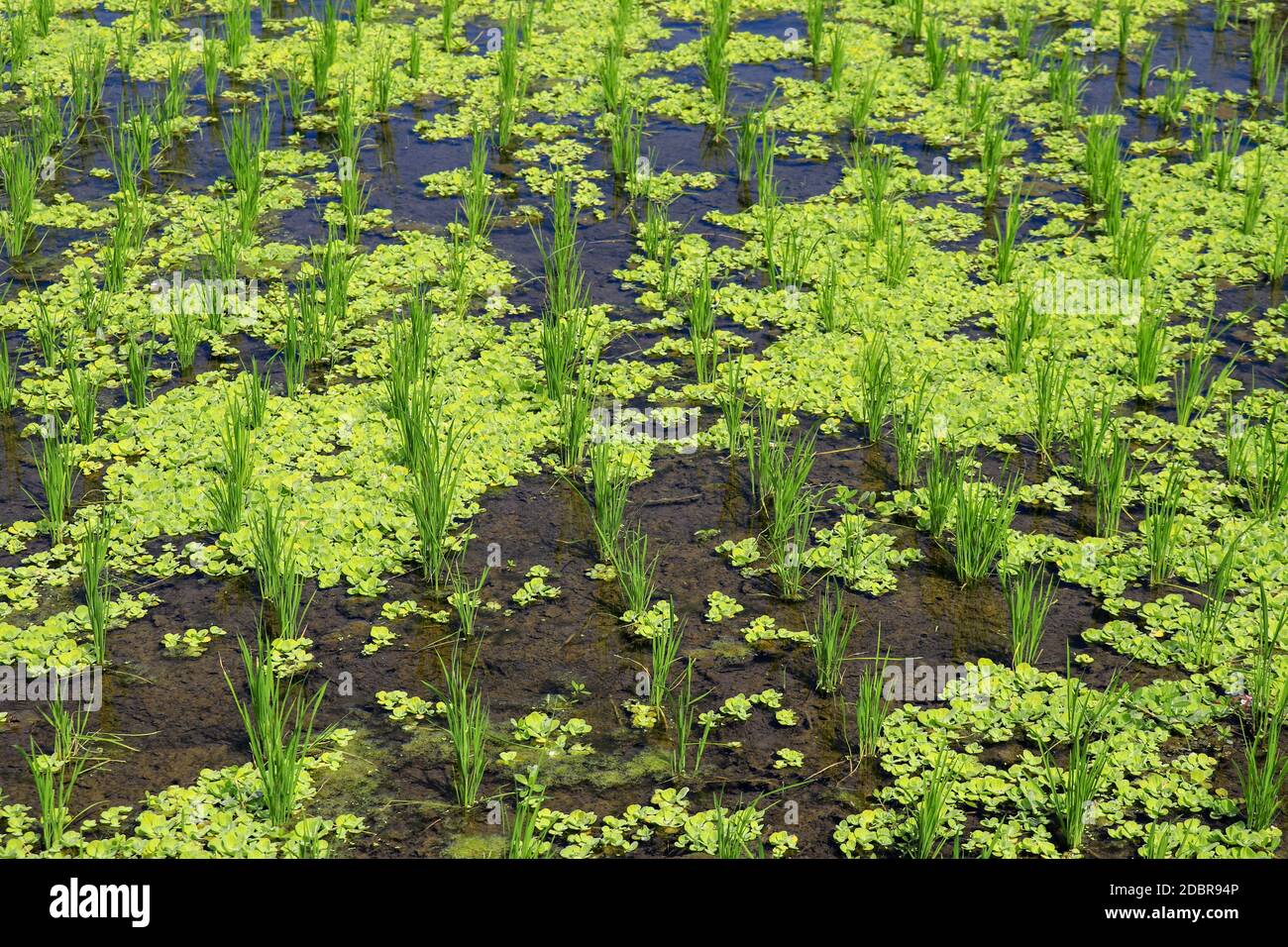 young rice are growing in the paddy field. Rice field Stock Photo - Alamy