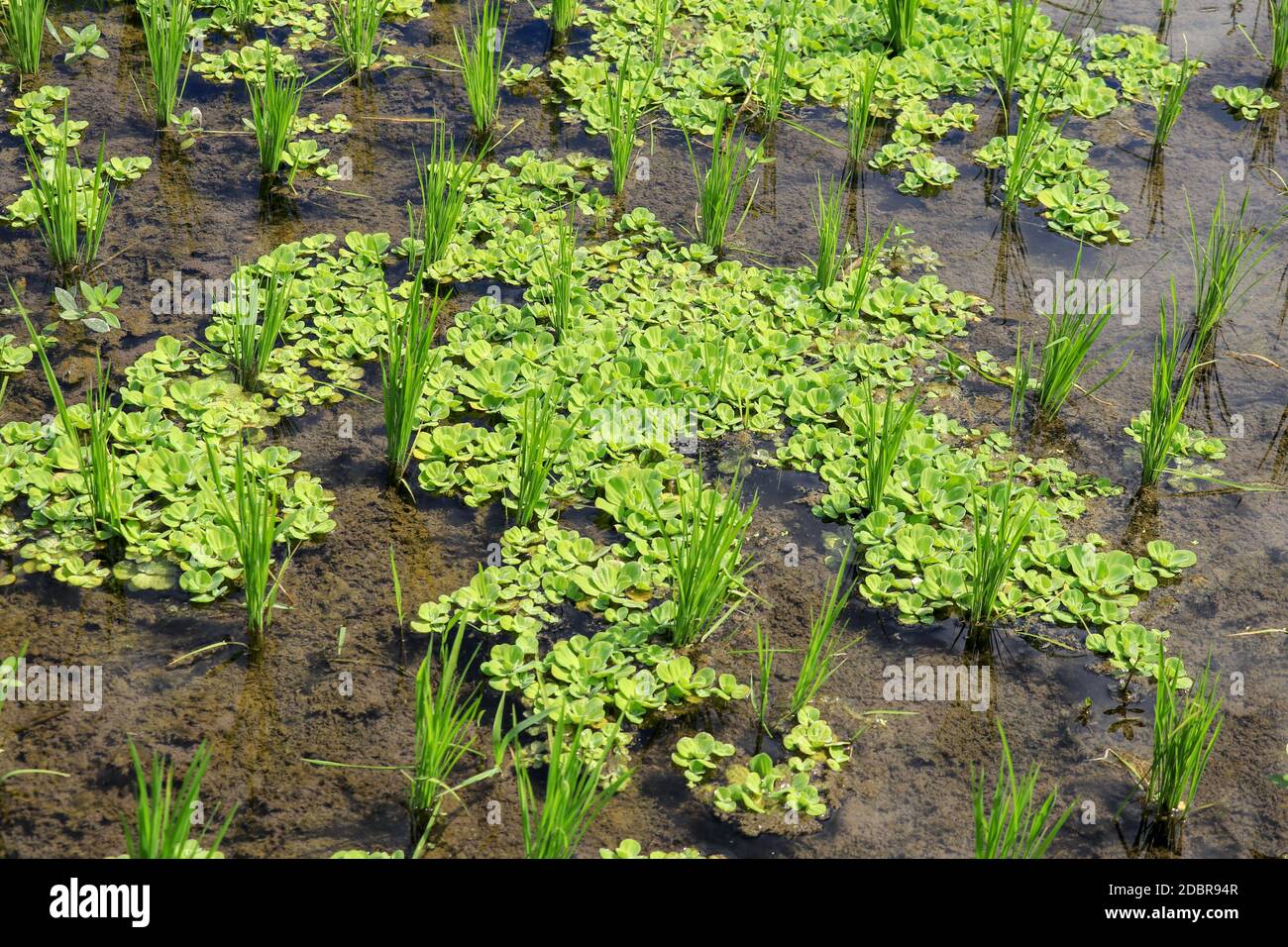 Rice growing in laos hi-res stock photography and images - Alamy