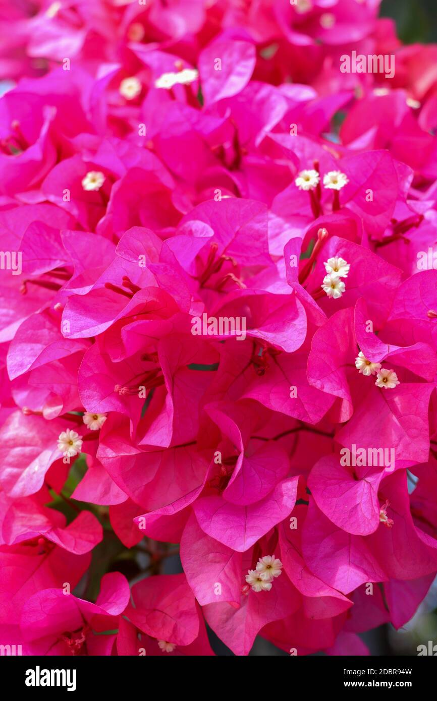 Tropical pink bougainvillea flowers growing hi-res stock photography ...