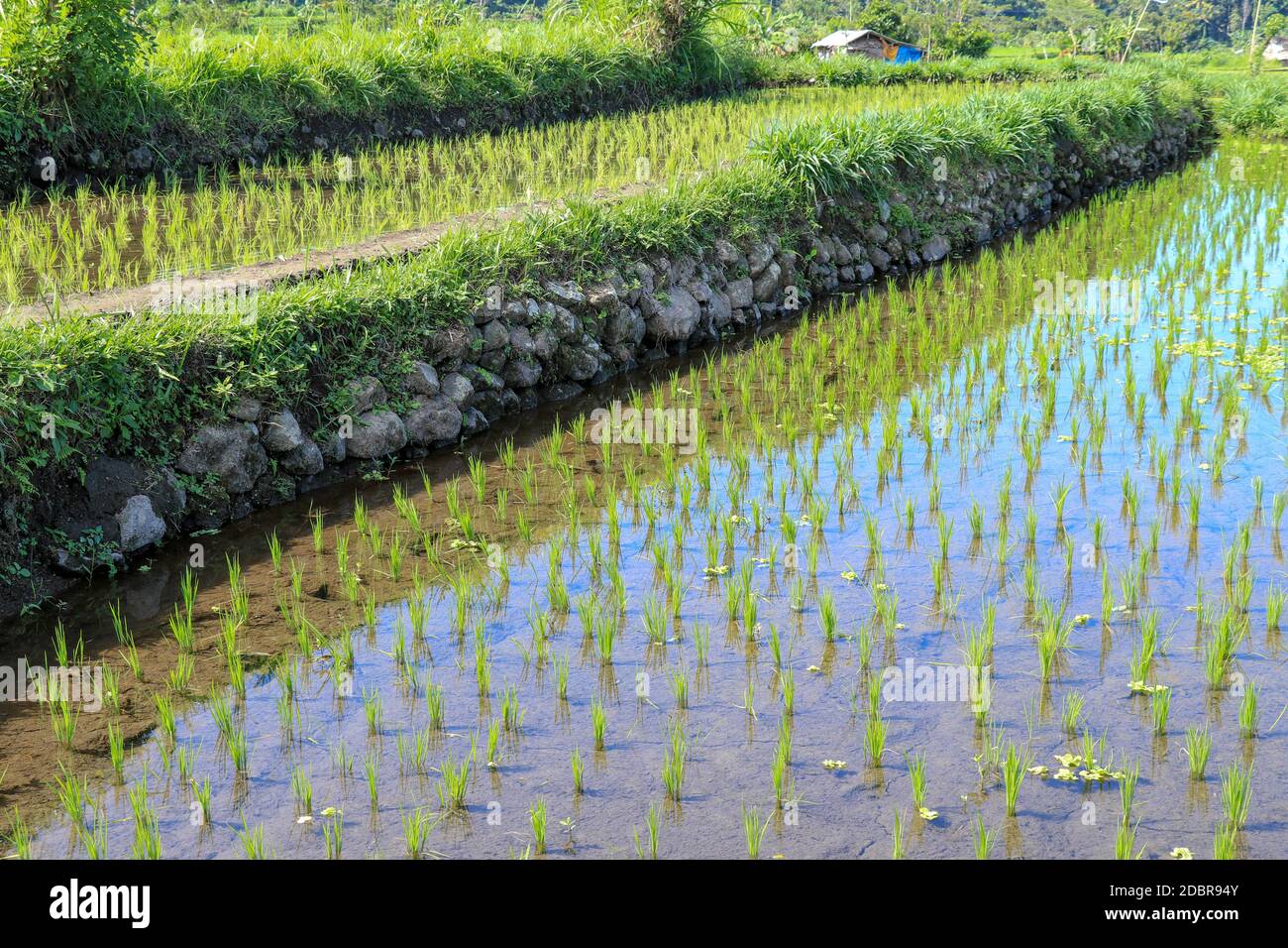 young rice are growing in the paddy field. Rice field Stock Photo - Alamy