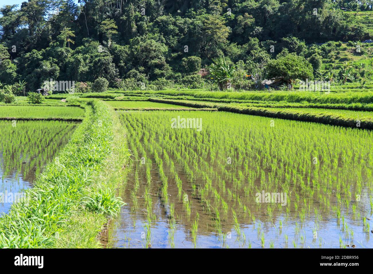 Growing rice in laos hi-res stock photography and images - Alamy