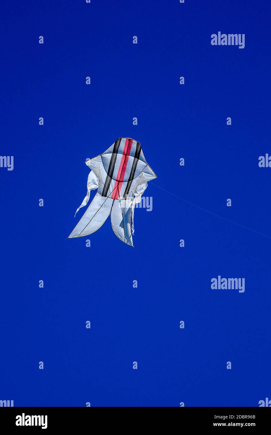 The Balinese white kite with colored strips flies against the blue sky ...