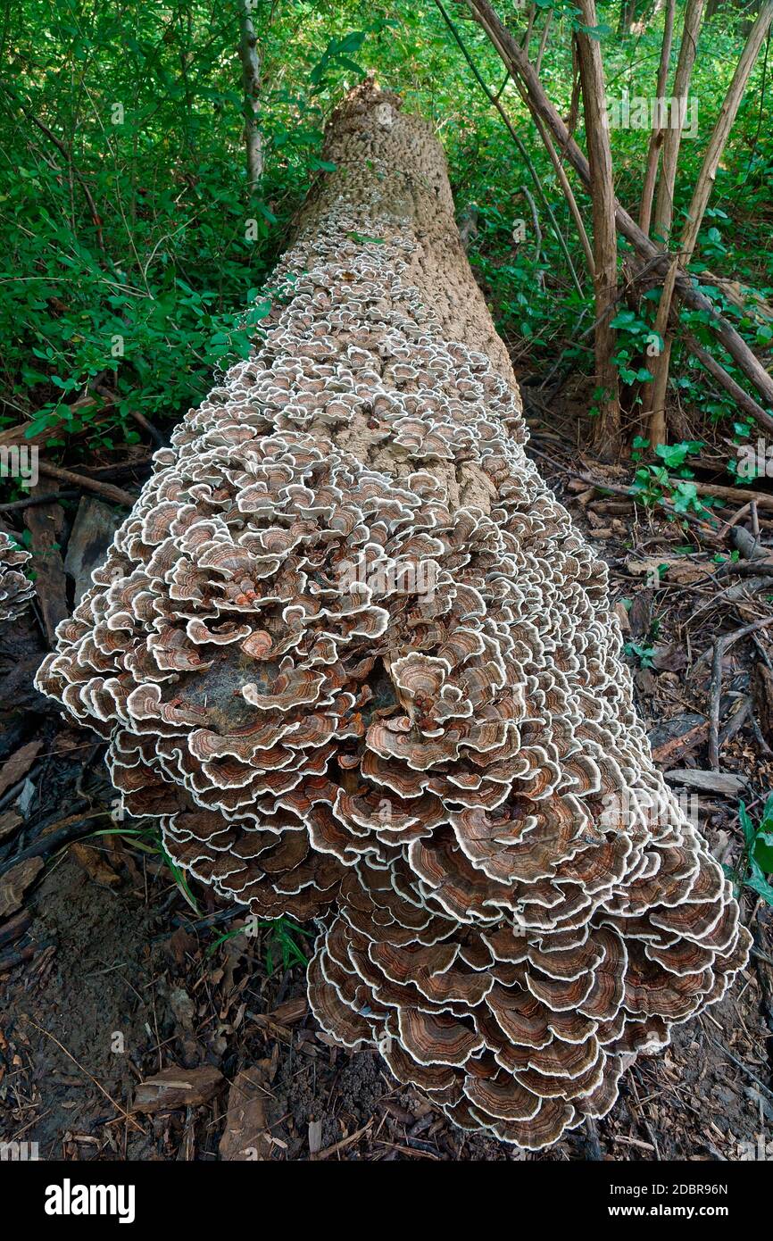 Turkey tail (Trametes versicolor). Another scientific names are ...