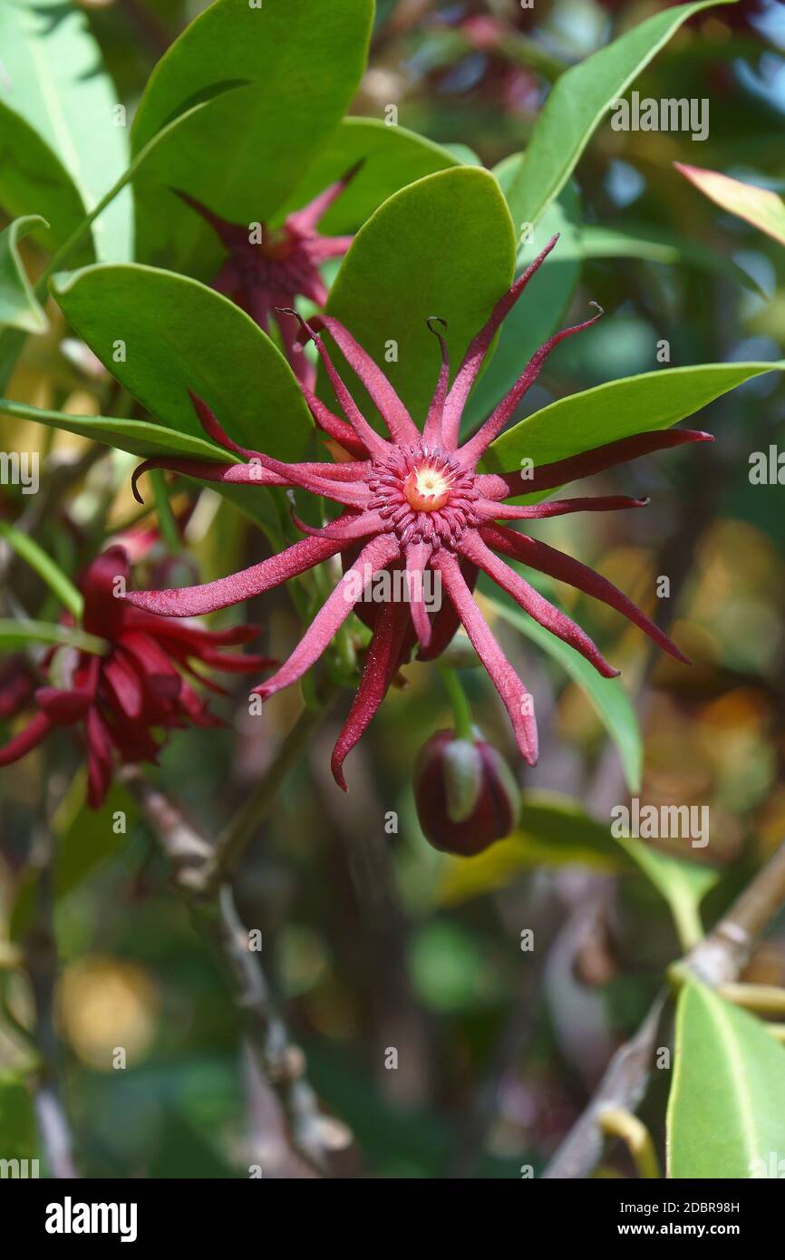 Anise tree hi-res stock photography and images - Alamy