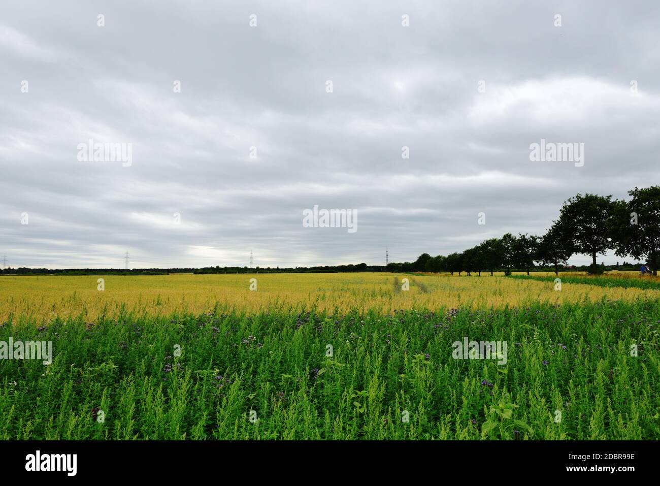 Wheat field wheat hi-res stock photography and images - Alamy