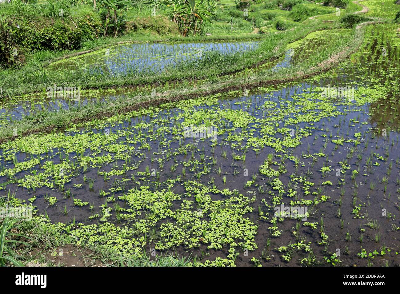 young rice are growing in the paddy field. Rice field Stock Photo - Alamy