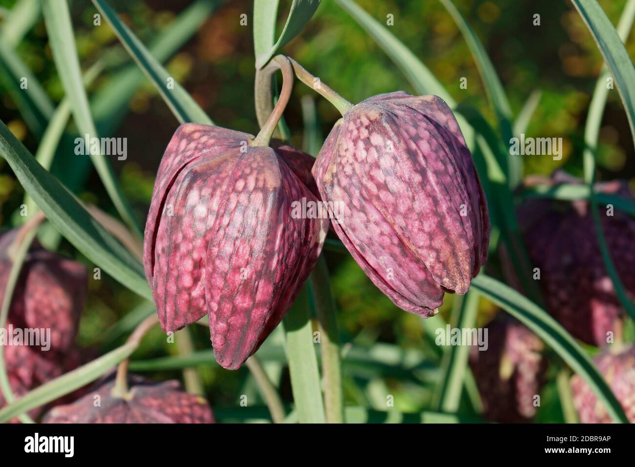 Snake's head fritillary (Fritillaria meleagris). Called Chess flower ...