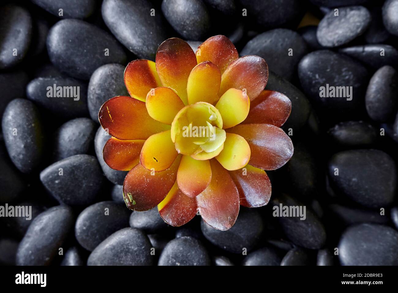 A studio photo of black river rocks Stock Photo - Alamy