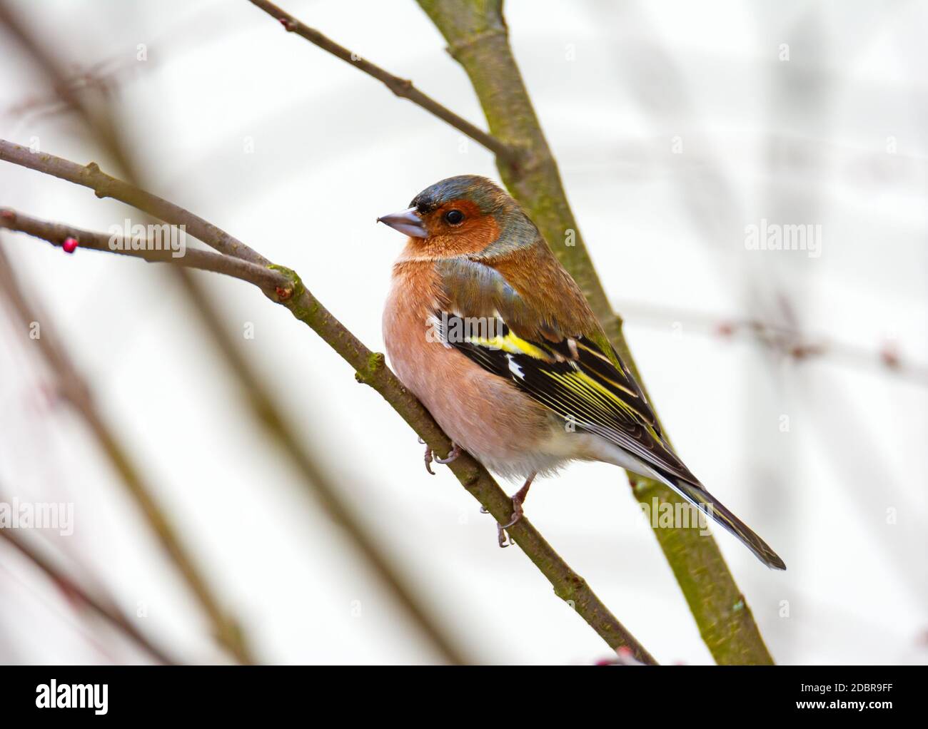 Closeup of a male cahffinch bird sitting on the brach of a tree Stock ...
