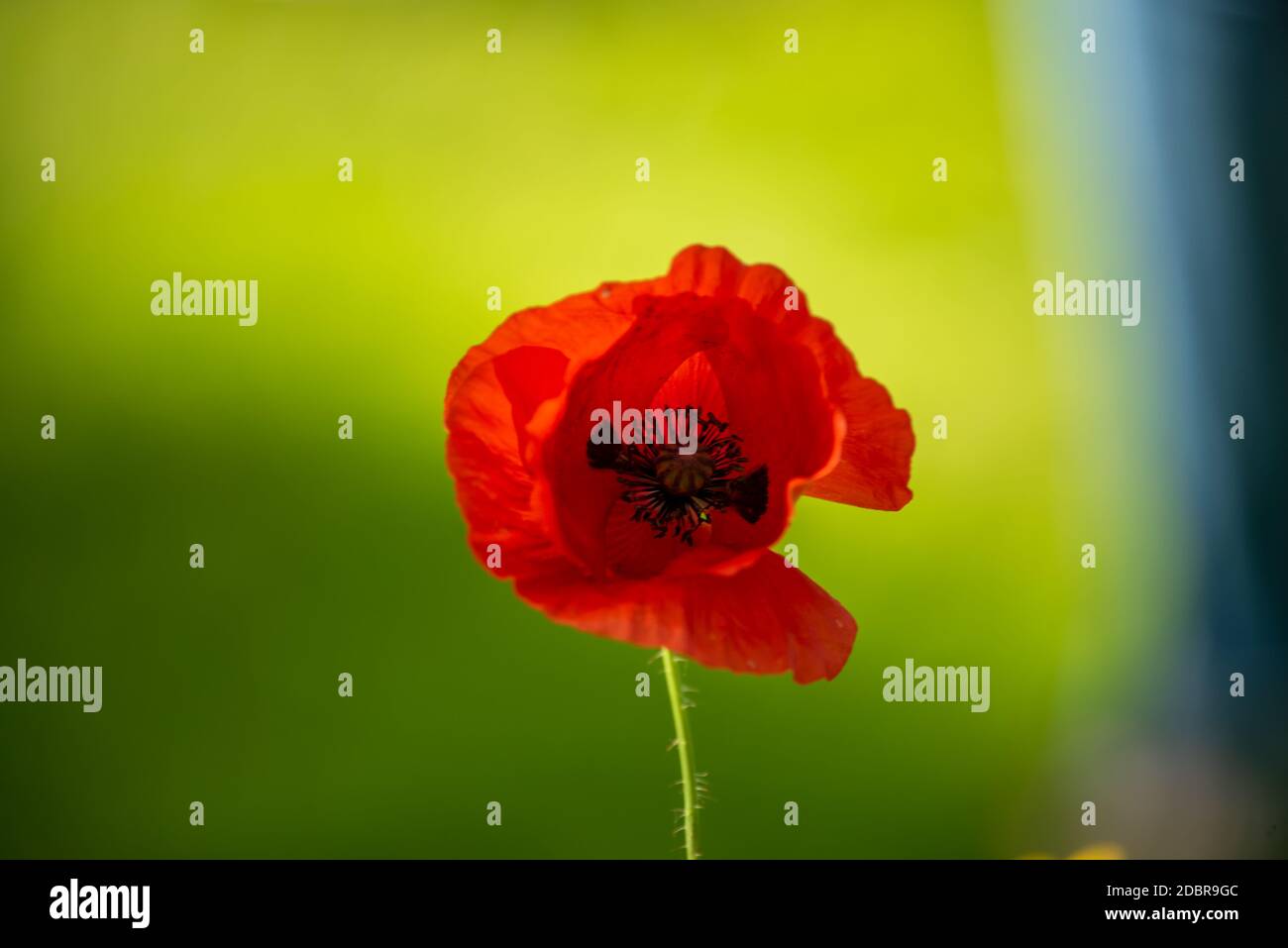 Sepals plant hi-res stock photography and images - Alamy