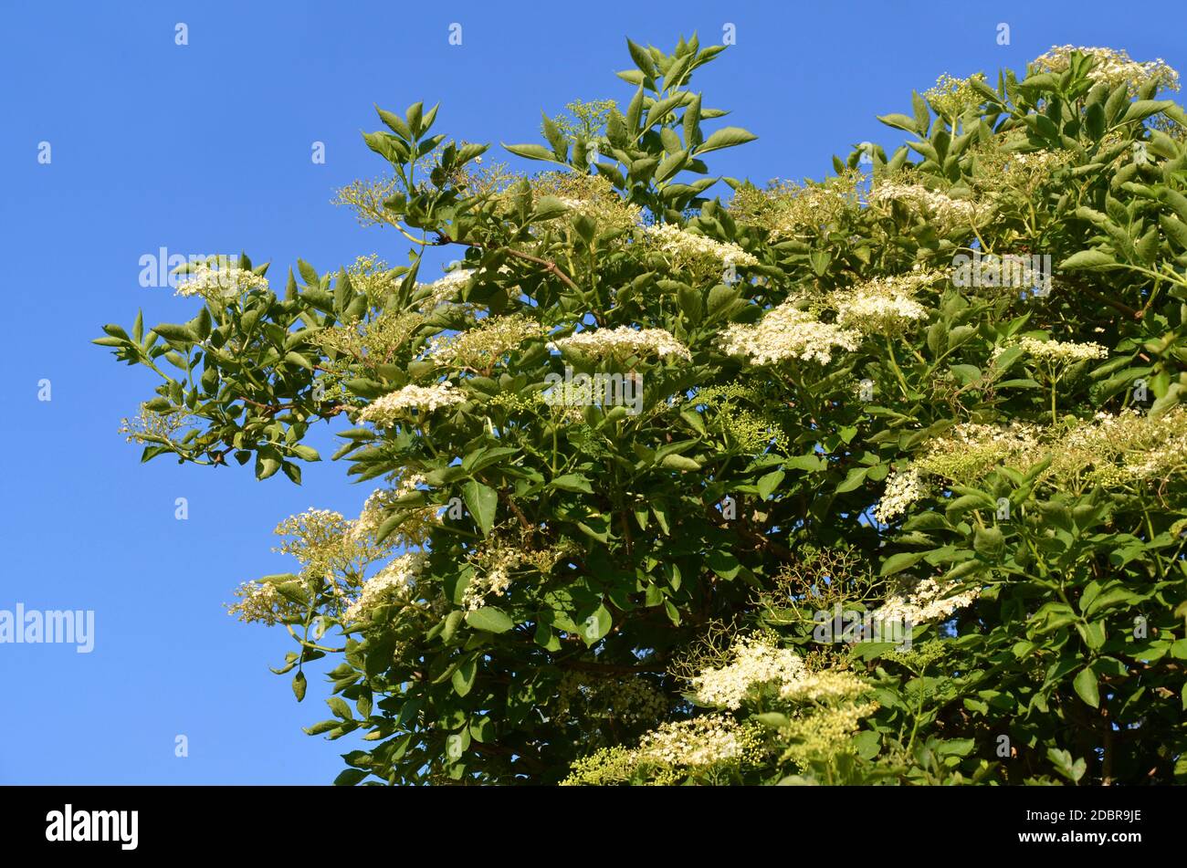 Elder tree with white flowers Stock Photo - Alamy