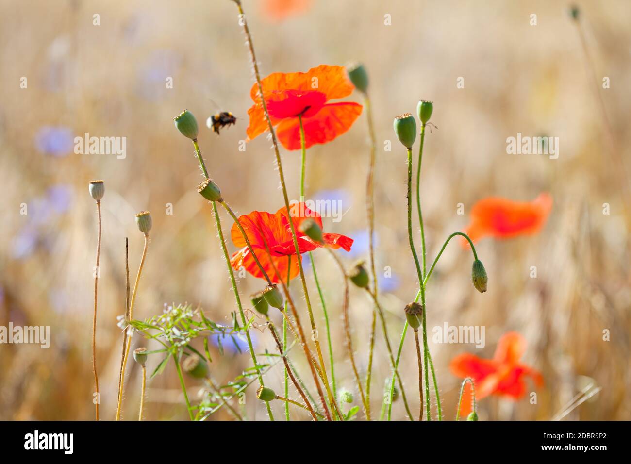 Poppyfield hi-res stock photography and images - Alamy