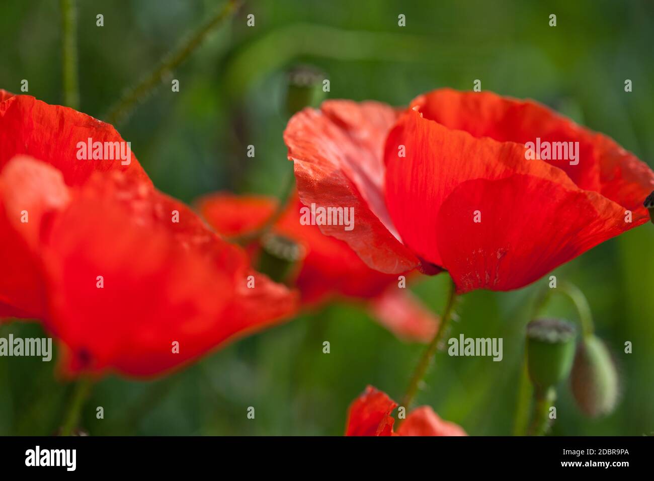 Blossom poppy hi-res stock photography and images - Alamy