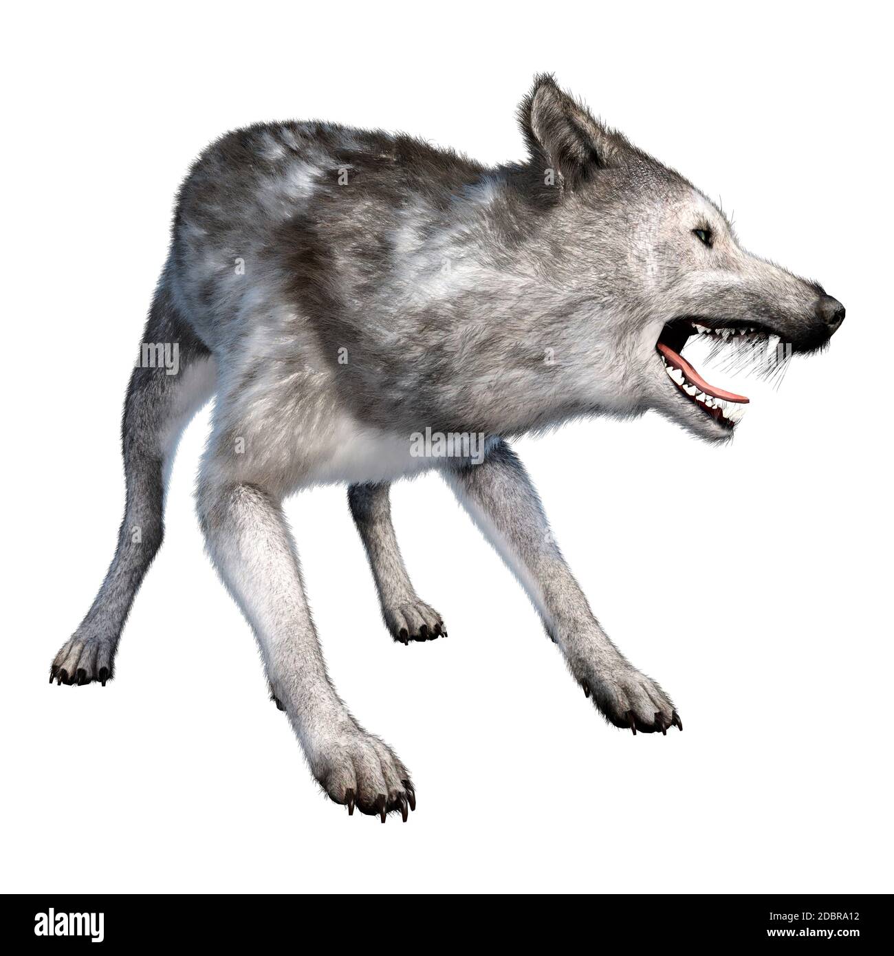 3D rendering of a big gray wolf isolated on white background Stock ...