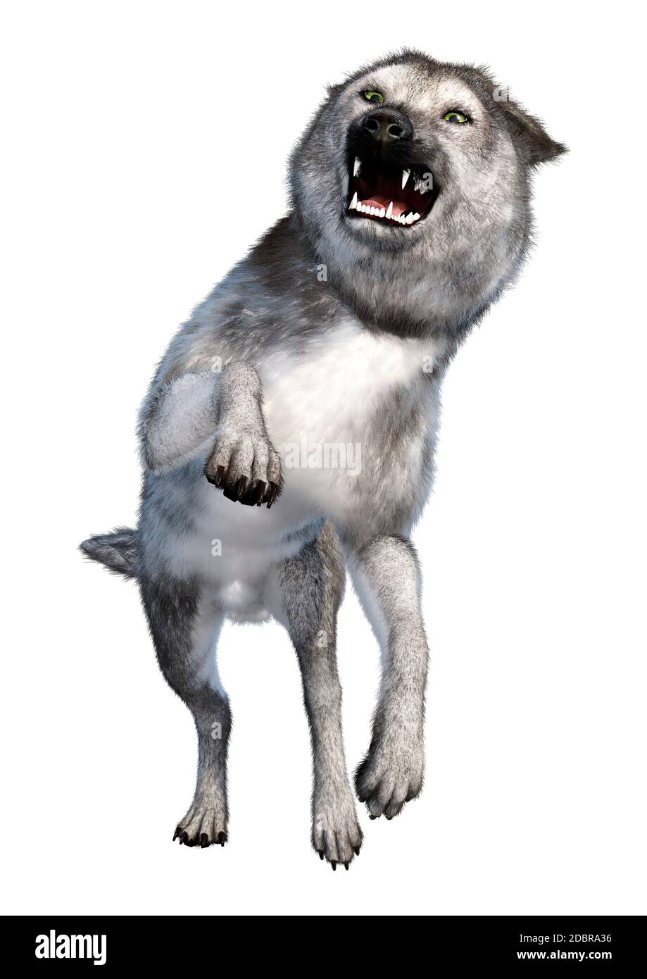 3D rendering of a big gray wolf isolated on white background Stock ...