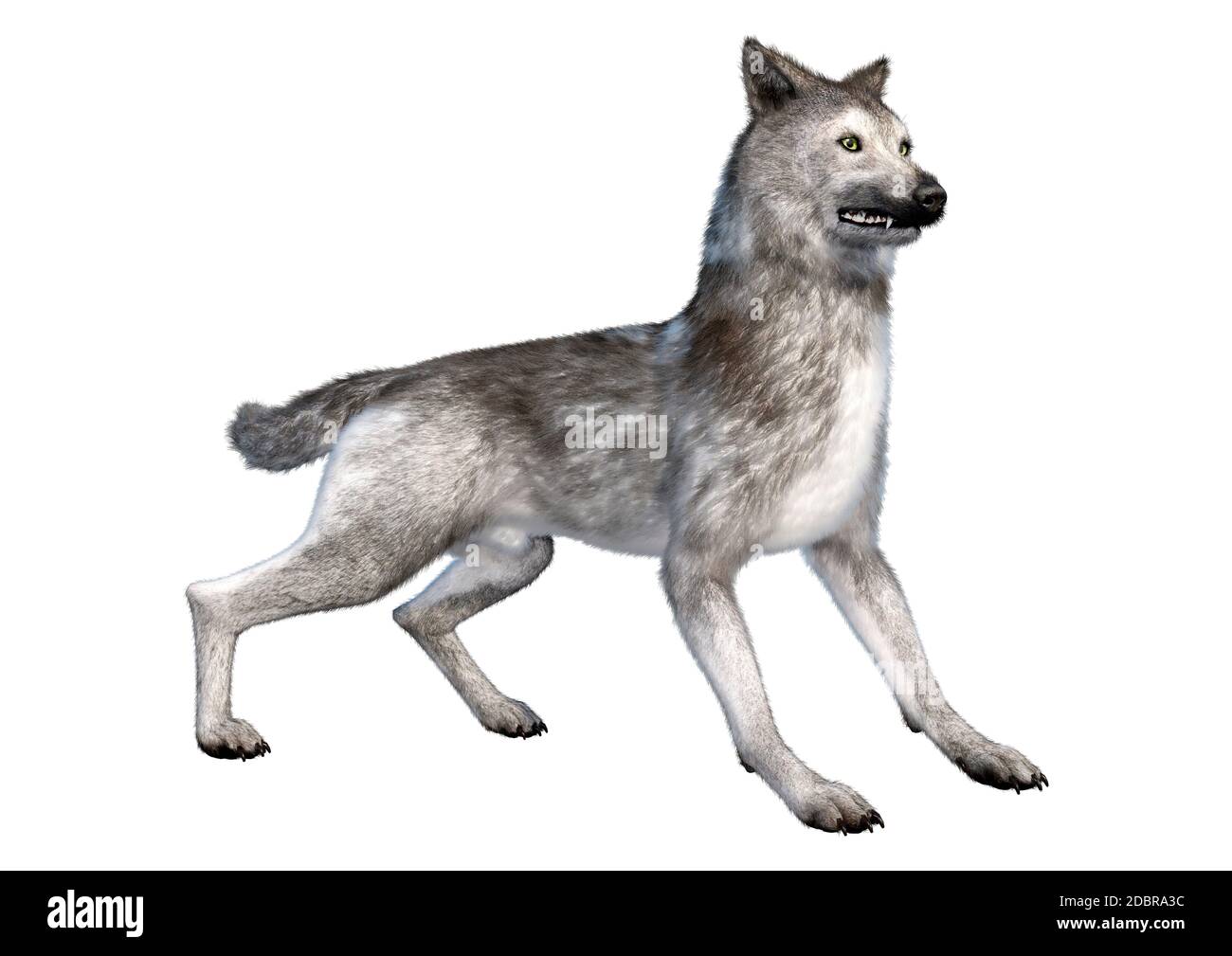 3D rendering of a big gray wolf isolated on white background Stock ...
