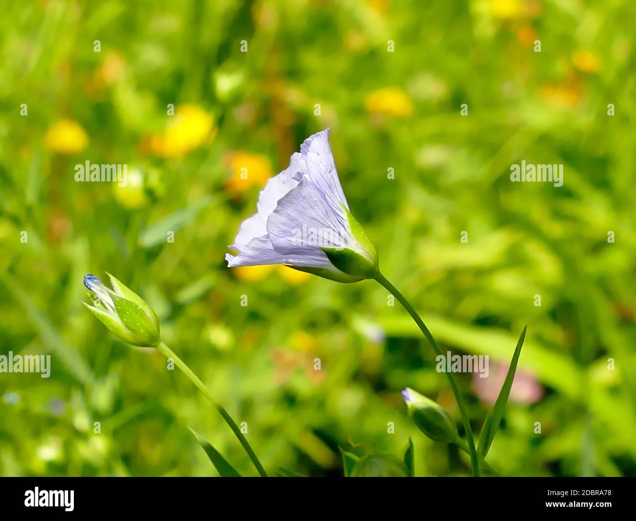 common cultivates flax, medicinal herb with flower in summer Stock ...