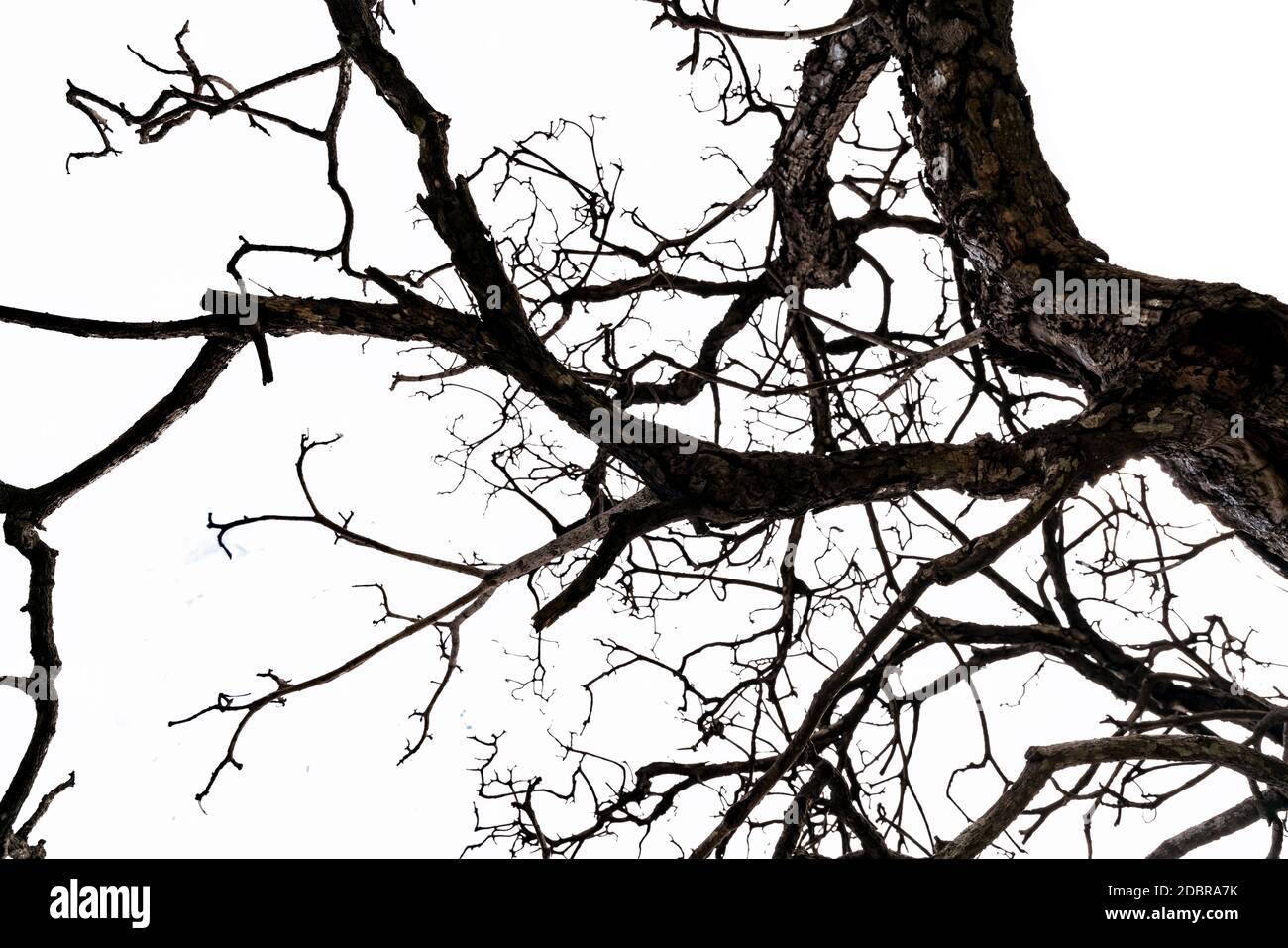 Bottom view of dead tree and disorganized branches isolated on white ...