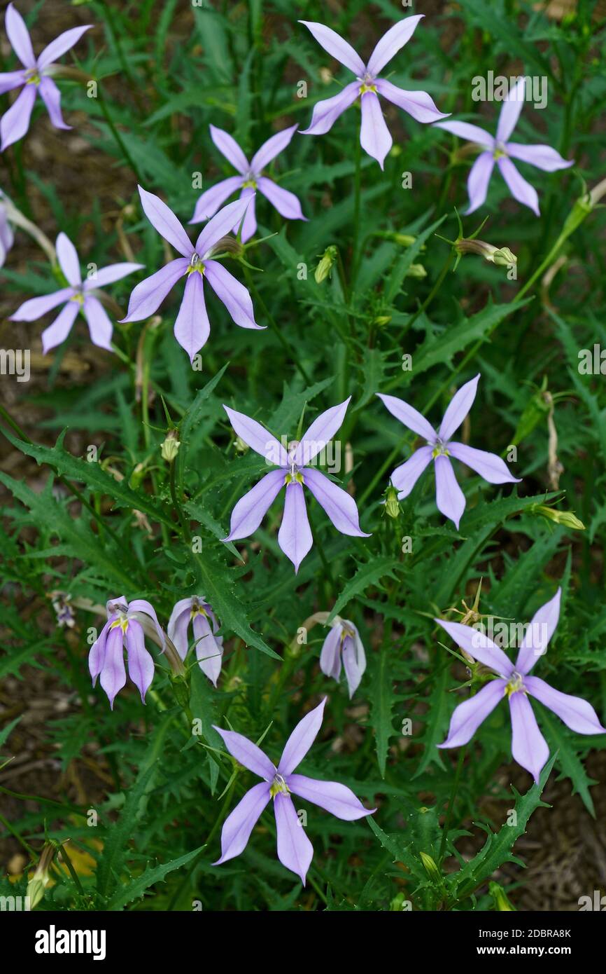 Blue star creeper hi-res stock photography and images - Alamy