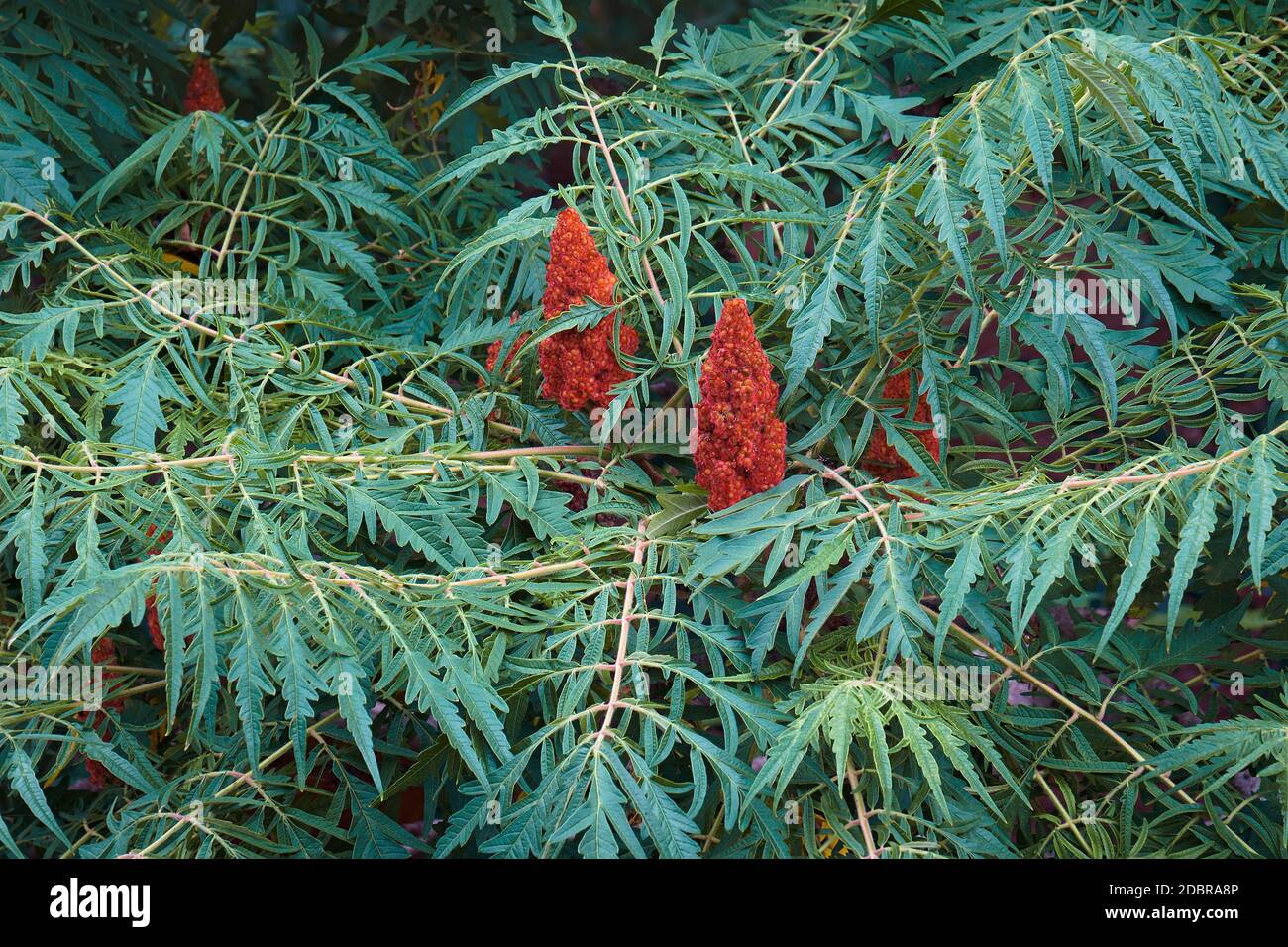 Cut-leaf staghorn sumac (Rhus typhina Dissecta Stock Photo - Alamy
