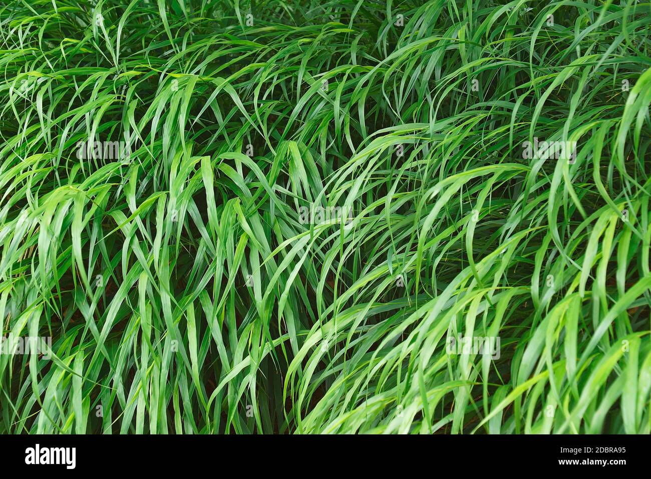 Japanese forest grass hi-res stock photography and images - Alamy