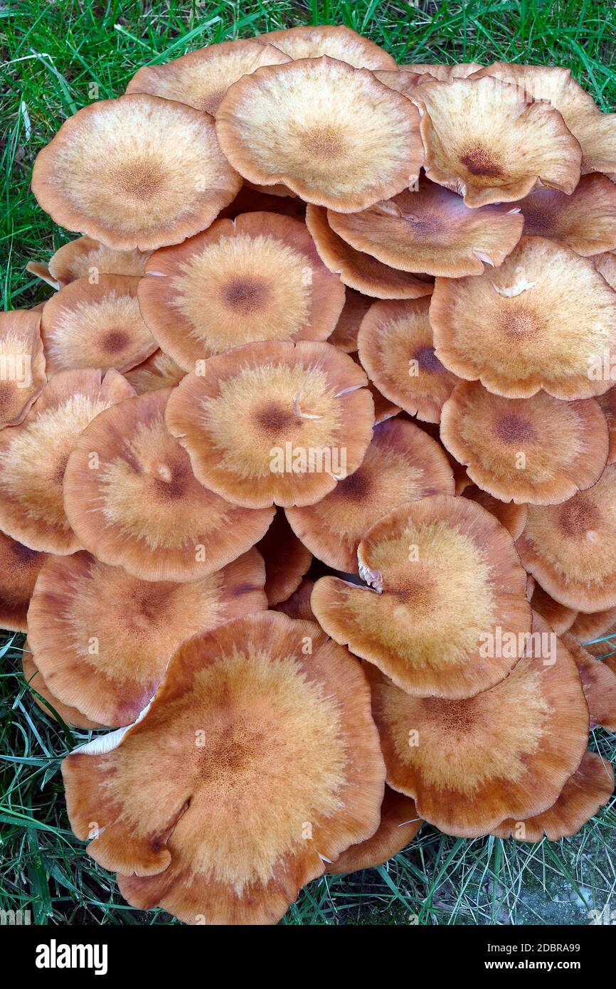 Honey Mushroom Glow