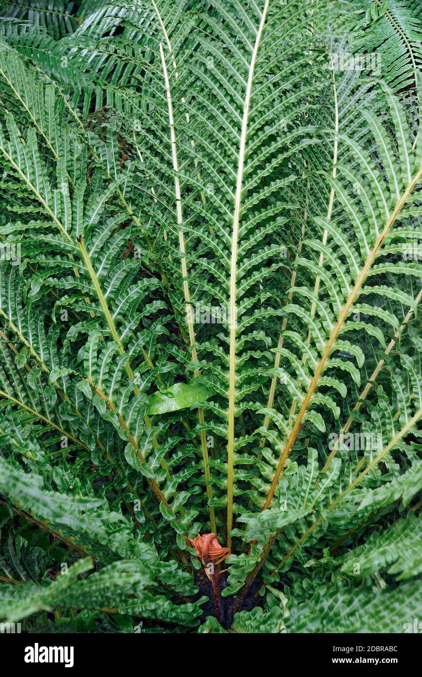 Red brazilian tree fern (Neoblechum brasiliense). Called Red dwarf tree ...