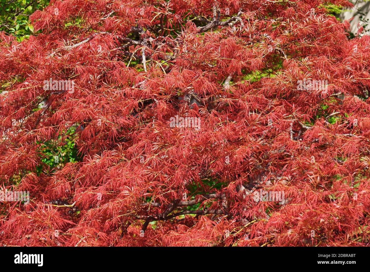Japanese cutleaf maple (Acer palmatum Red Strata). Known as Japanese ...