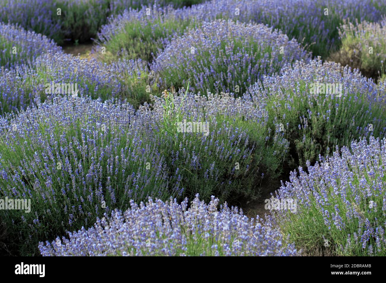 flowering lavender bushes, nature theme, beautiful places and ...