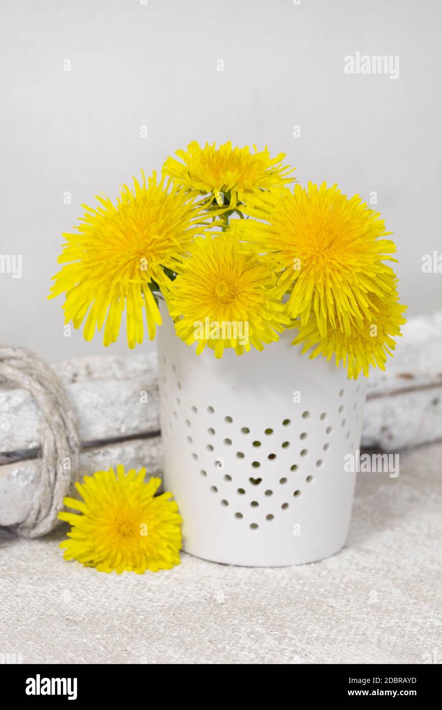 still life with yellow flowering dandelion in a porcellaine vase with ...