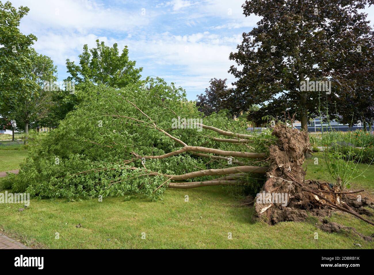 Fallen tree after a heavy storm in the city centre of Magdeburg in ...
